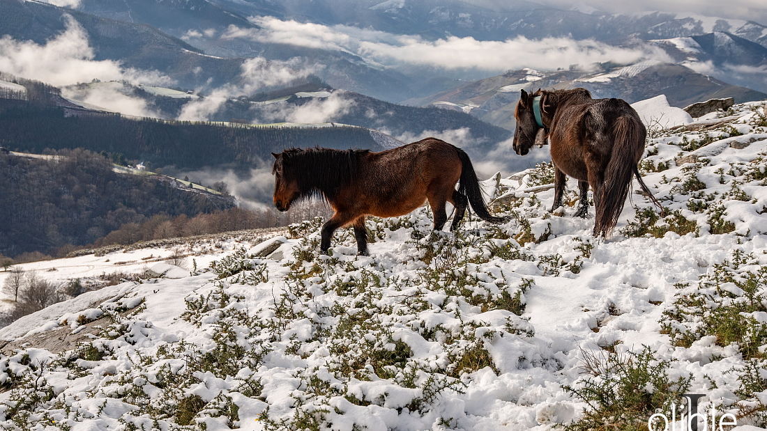 Olivier Iglesias - Photographe | Pottok